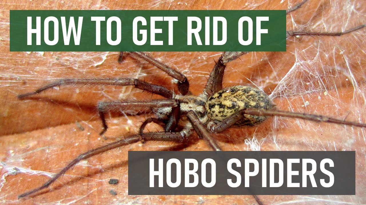 How To Get Rid of Hobo Spiders | DIY Hobo Spider Control Products