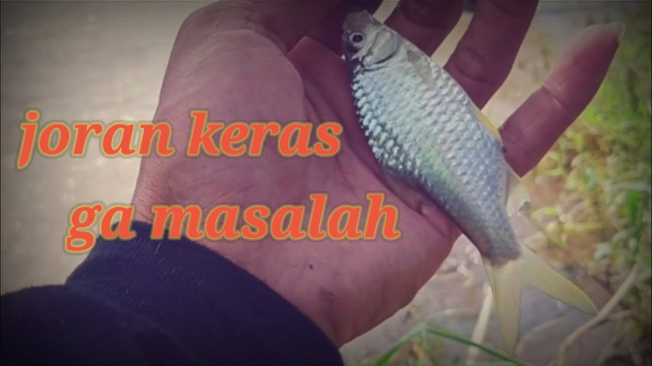 Terpaksa mancing pake joran medium