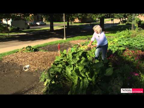 Horseradish