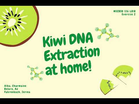 Kiwi DNA Extraction at Home! 🥝