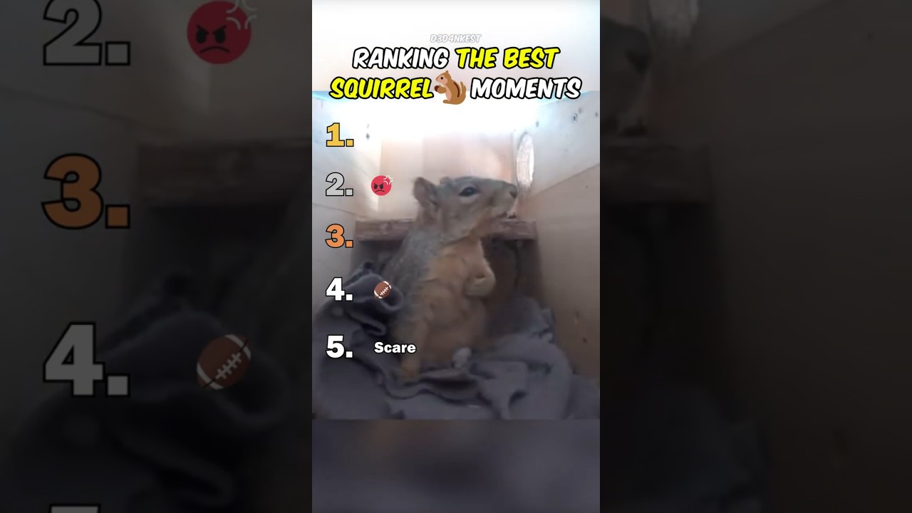 Ranking Best Squirrel Moments