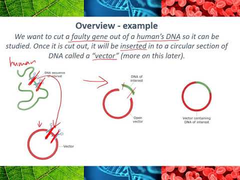 Enzymes used in DNA Manipulation
