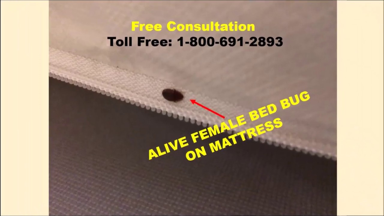 Bed Bug Infestation in Calgary