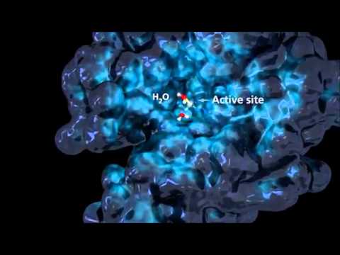 Function of Enzymes - How Does Enzymes Work?