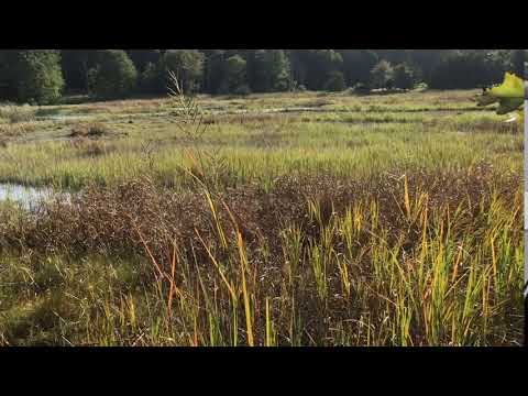 Spartina cynosuroides / Big Cordgrass