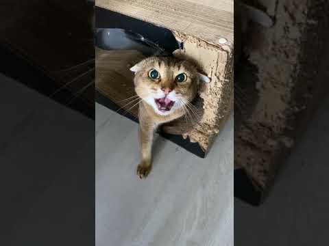 Suara kucing marah marah bikin ketawa