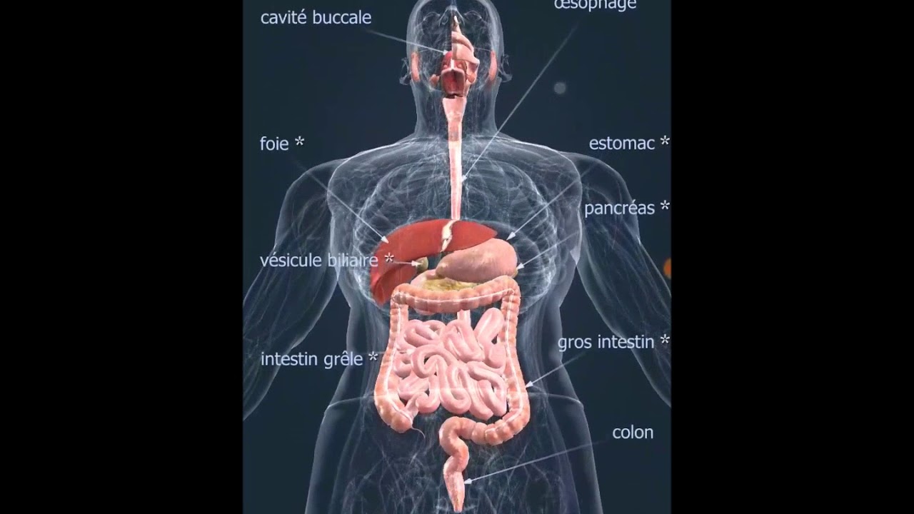 Le corps humain (masculin) 3D application Android
