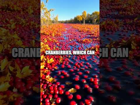 The Hidden Wonders and Pitfalls of Cranberries
