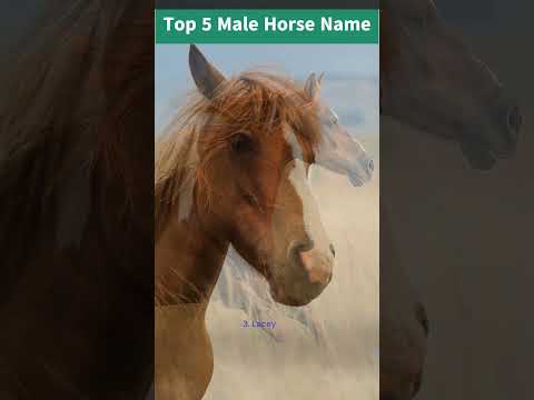 Top 5 Horse Name #shortvideo #horse #names #viral