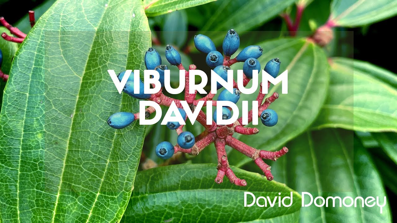 Your garden doesn't have to look dead in winter: Viburnum davidii