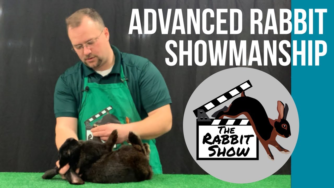 Advanced Rabbit Showmanship