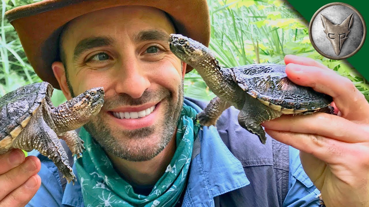Baby Turtle Savin' is a Hobby!