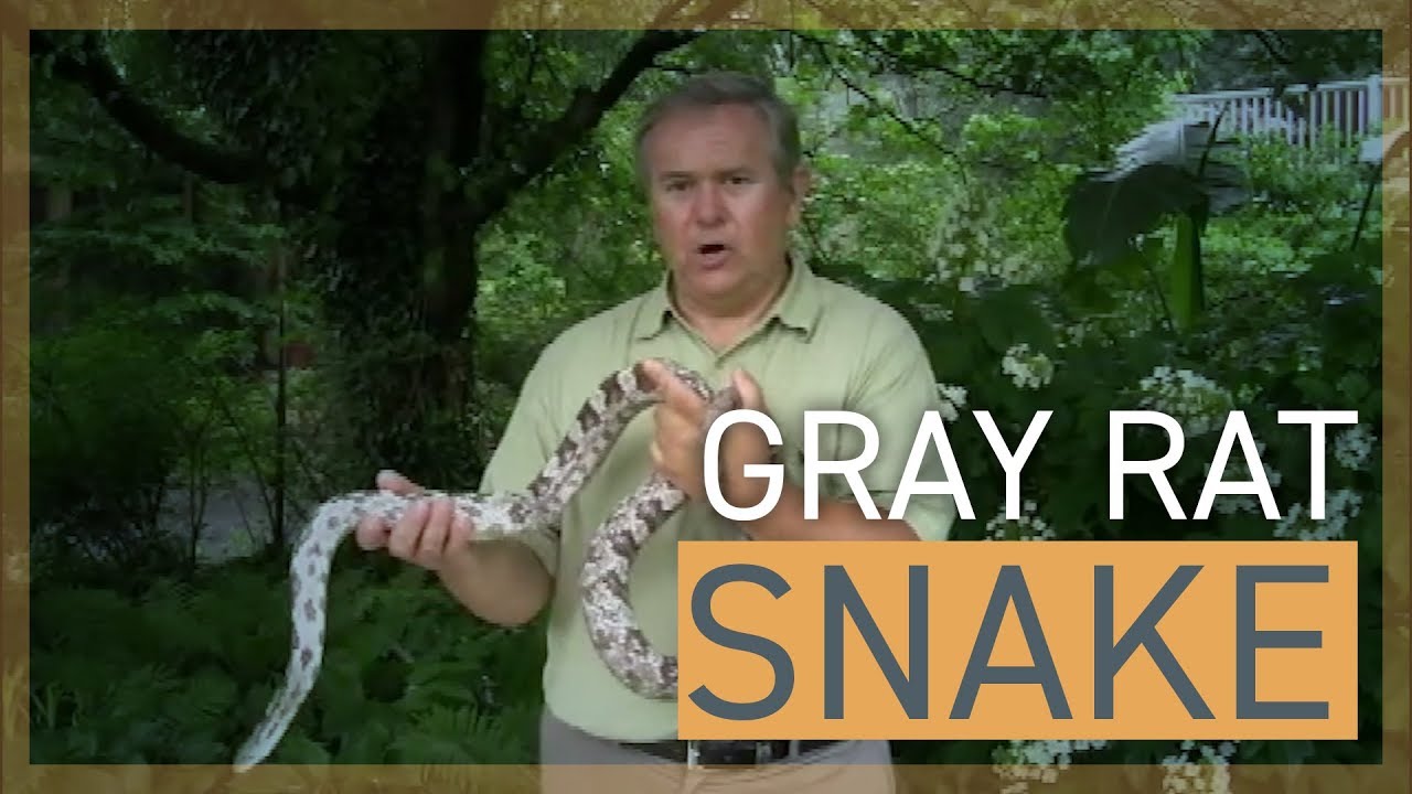 Gray Rat Snake