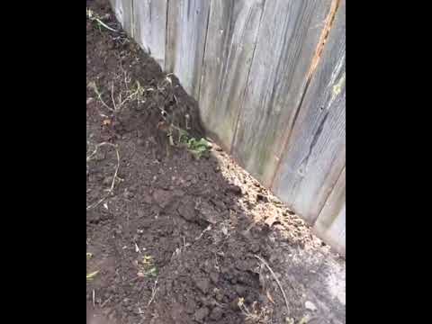 Dogs digging hole under fence.