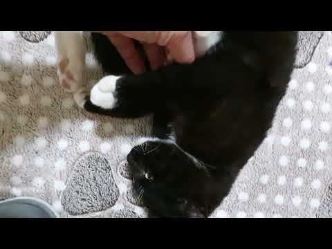 Video of adoptable pet named Vision (Courtesy Post)