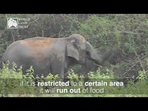 How to describe an elephant