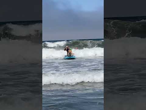 Two dogs π πΆ surfing π on one surfboard~ #shorts