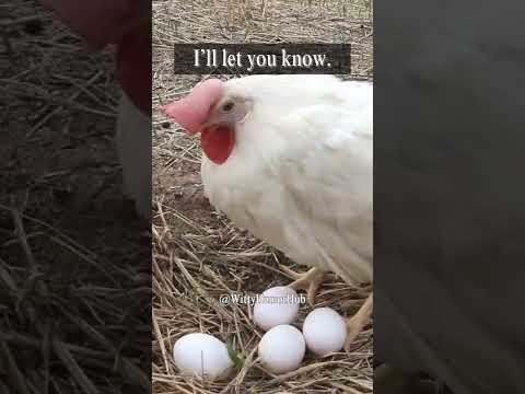 Chicken & Eggs! #deepthoughts #quotes #witty #witandhumor #comedy #humor #funny