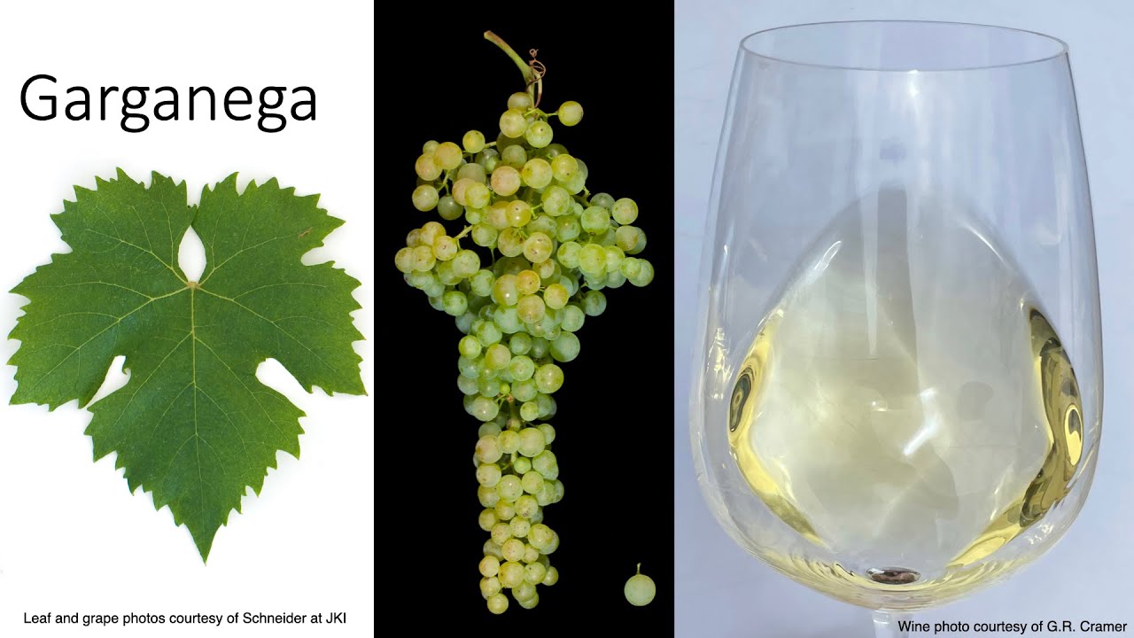 Grape Variety #24: Garganega