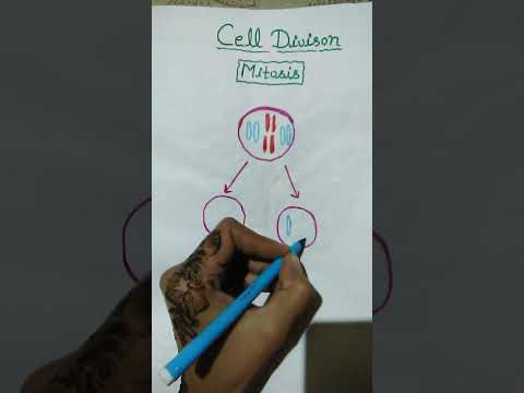 structure of mitosis( cell division)