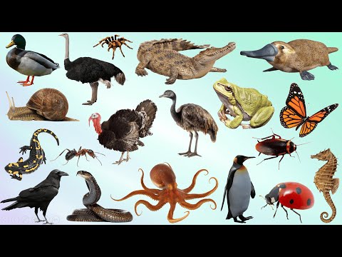 Egg Laying Animals names | Egg Laying Animals | Oviparous animals