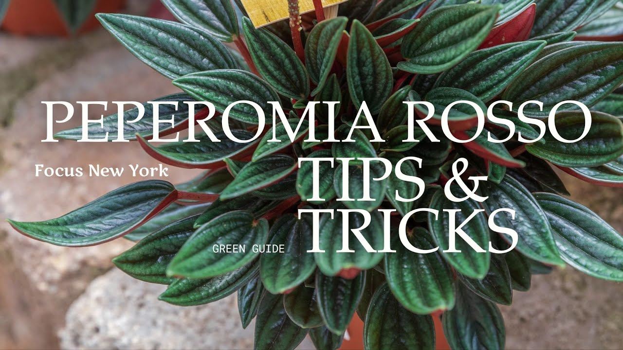 Peperomia Rosso Care Guide | Roots and Roasts