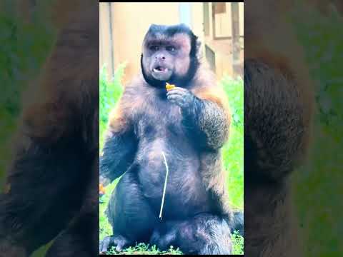 🐵 The Square-Faced Monkey That Can Fool Your iPhone's Face ID, #Tufted Capuchin