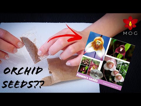 I planted Monkey Face Orchid Seeds and this is what grew! - The Orchid Seeds Scam