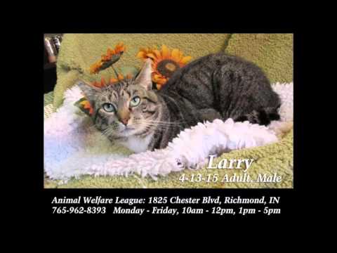 Facts About Animal Shelters