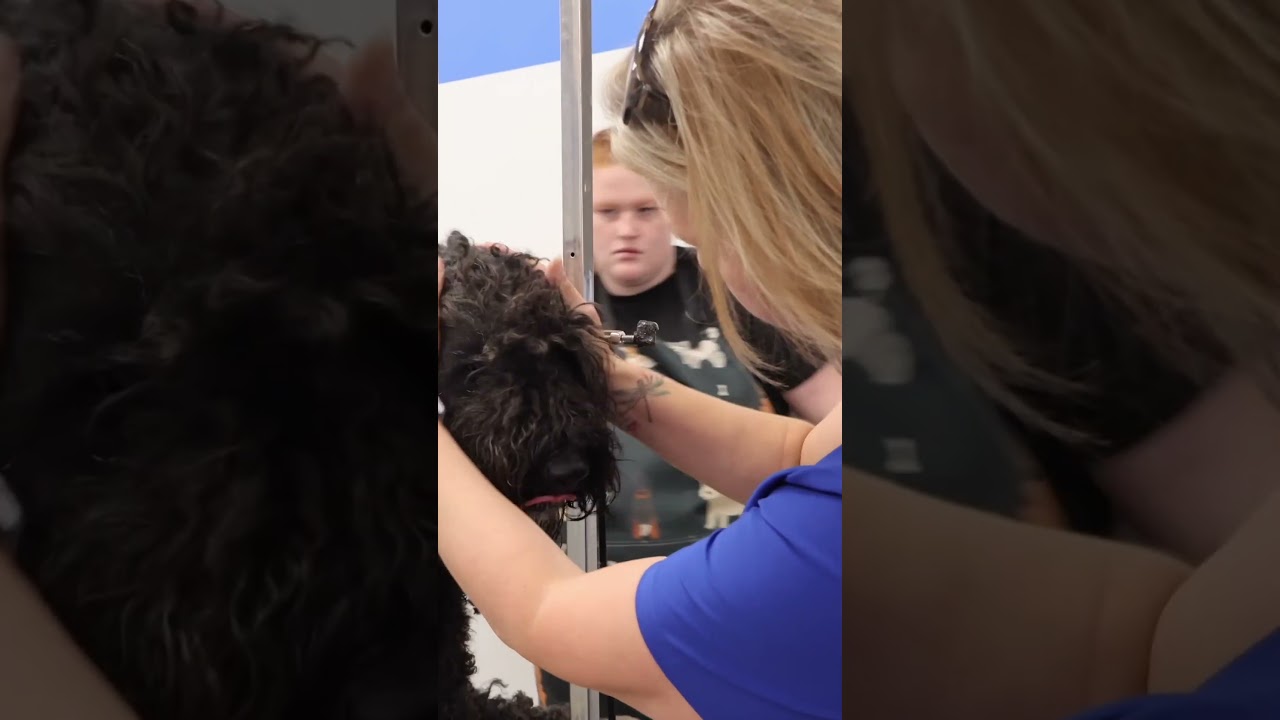 From Fuzzball to Fabulous 😂🐾 The Bouvadoo Glow-Up You HAVE to See!