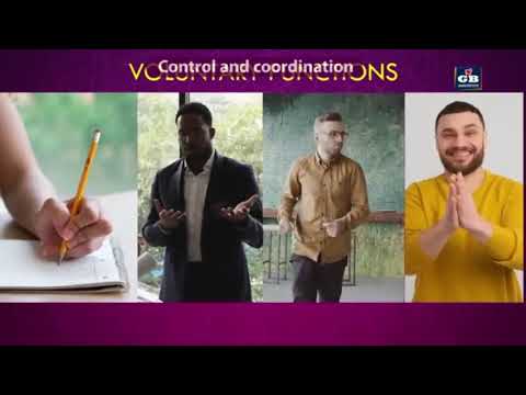 Control and Coordination