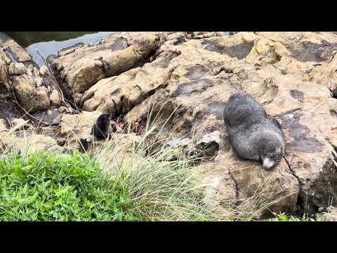 Australia and New Zealand Adventure 2023 (Dunedin Excursion-Albatross Express and Wild Wonders)
