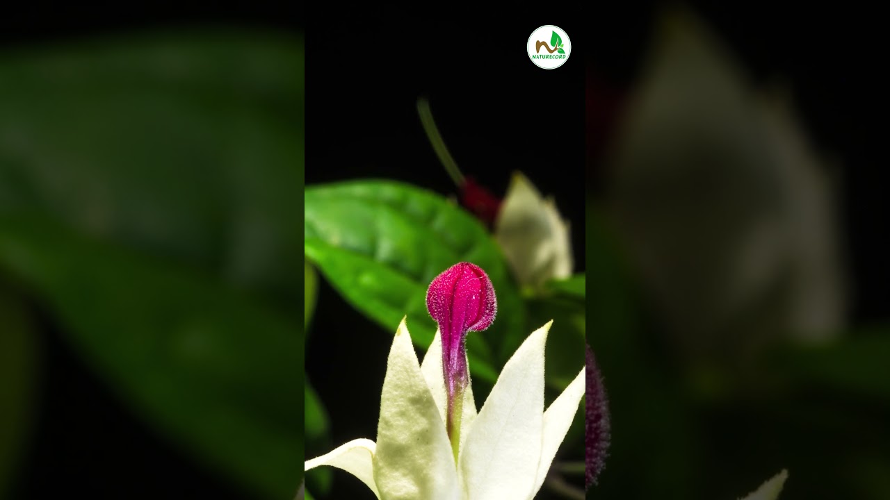 Bleeding heart vine Slow motion Time-lapse | #bloom #timelapse #nature #gardening #bleedingheart