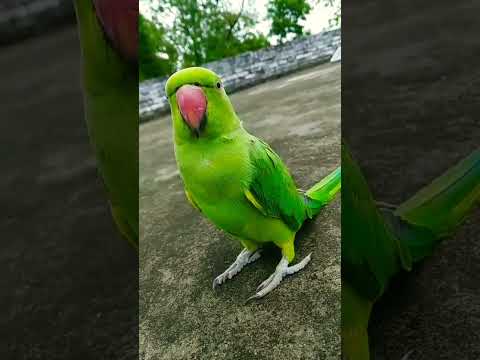 Talking Parrot Mithu Say Mummy Mummy ❤️❤️❤️❤️❤️❤️❤️❤️❤️❤️❤️