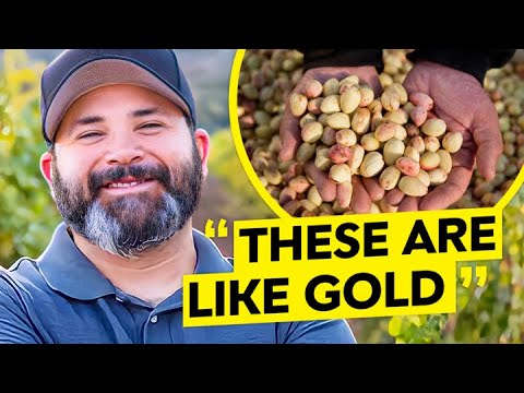 Spanish Farmers Are DITCHING Olives For Pistachios.. Here's Why