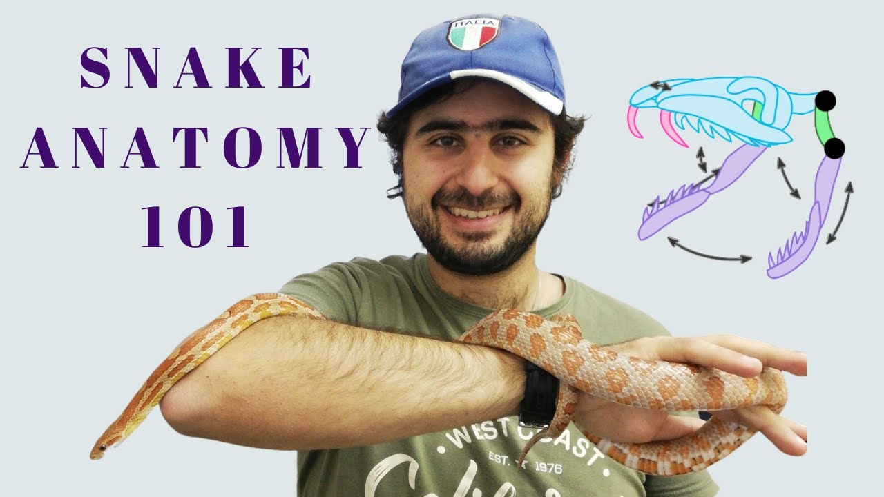 Introduction to Snake Anatomy