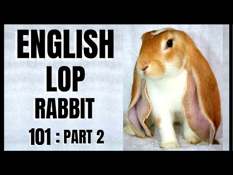 English Lop Rabbit 101: Part 2