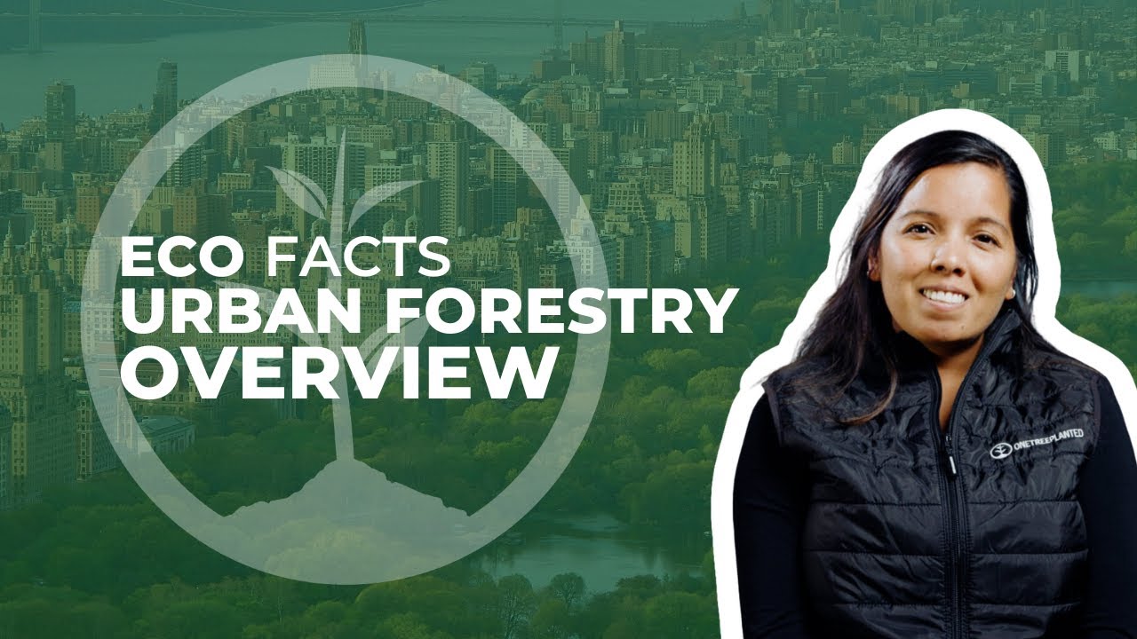 Urban Forestry Explained | One Tree Planted