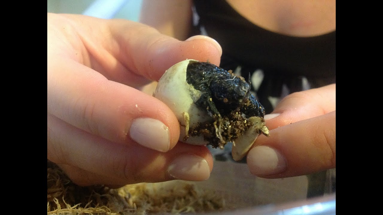 28 Snapping Turtles Hatch