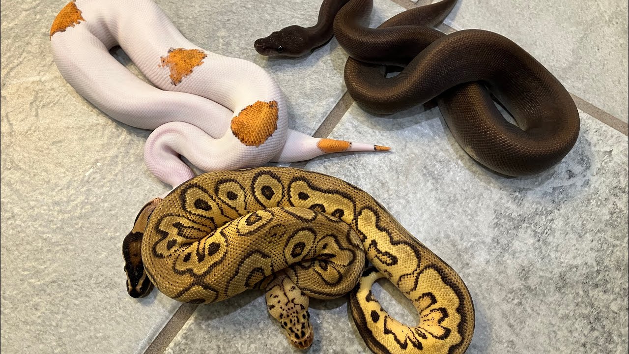 2023 Male Holdbacks #animals #python #snake