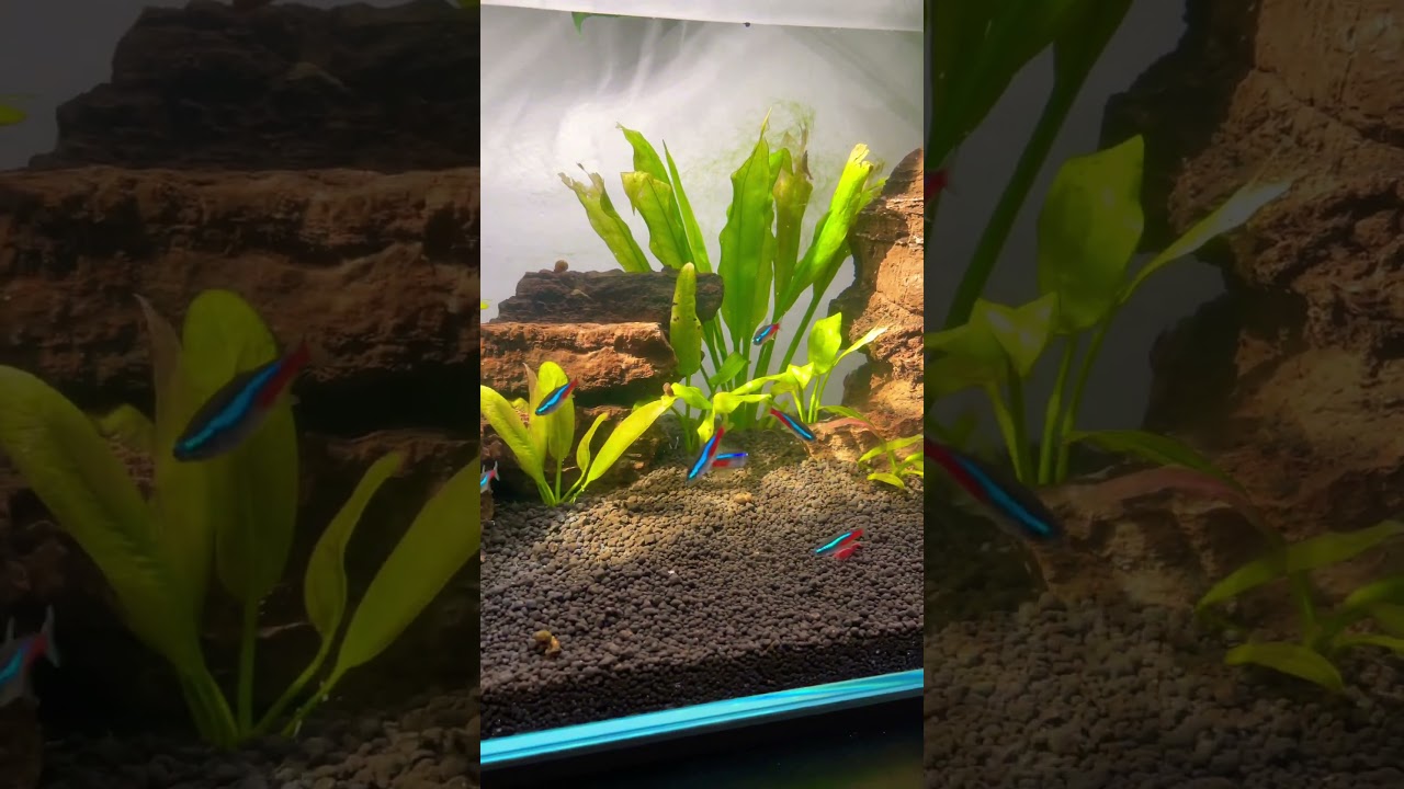 Neon tetra nano tank setup #tetra #neontetra #nanotank #fish #fishkeeper