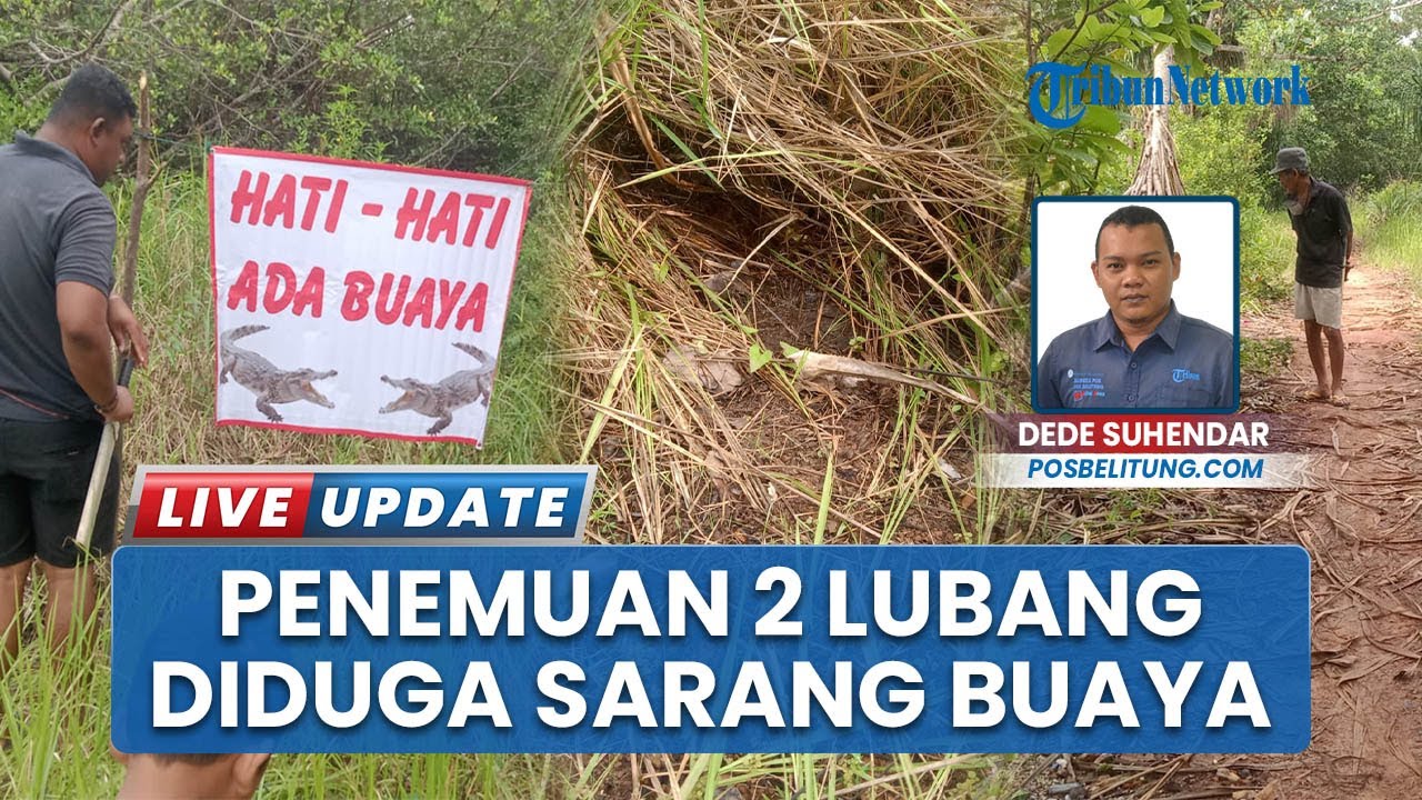 2 Lubang Sarang Buaya Muncul di Pantai Tanjung Rusa Belitung, Warga ...