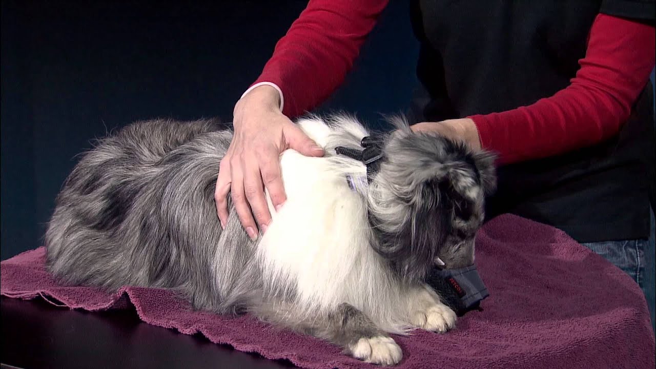 Applying a Commercial Muzzle