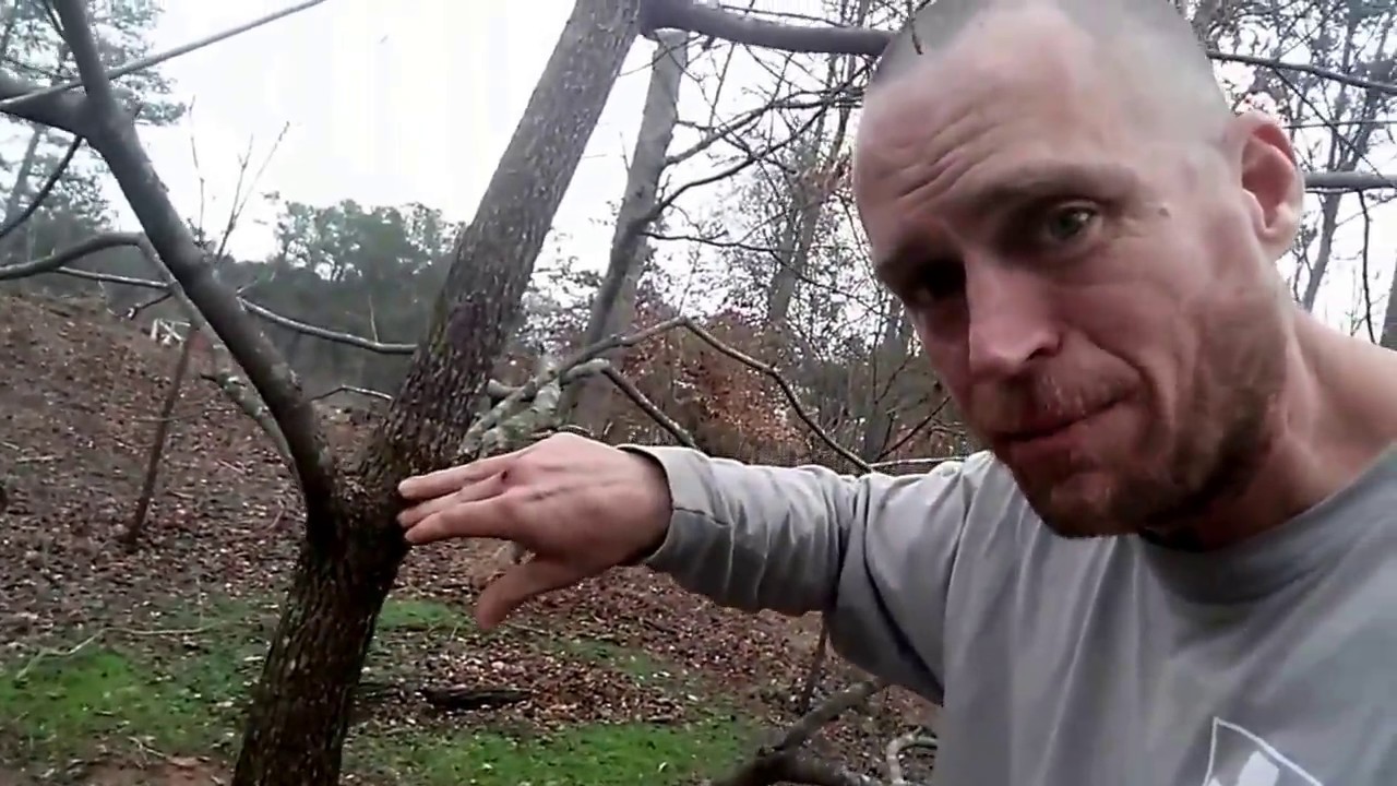 Arborist tips on how to prune your trees.