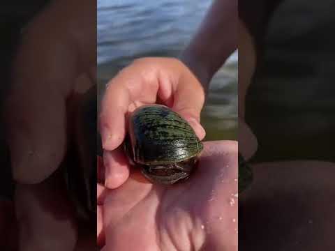 GIANT Apple Snails! ππππ