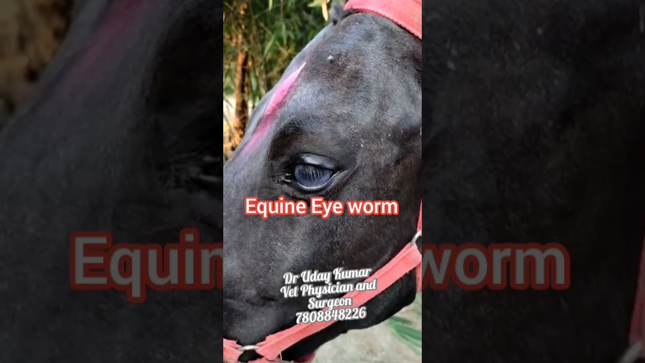 Eye worm in a Horse