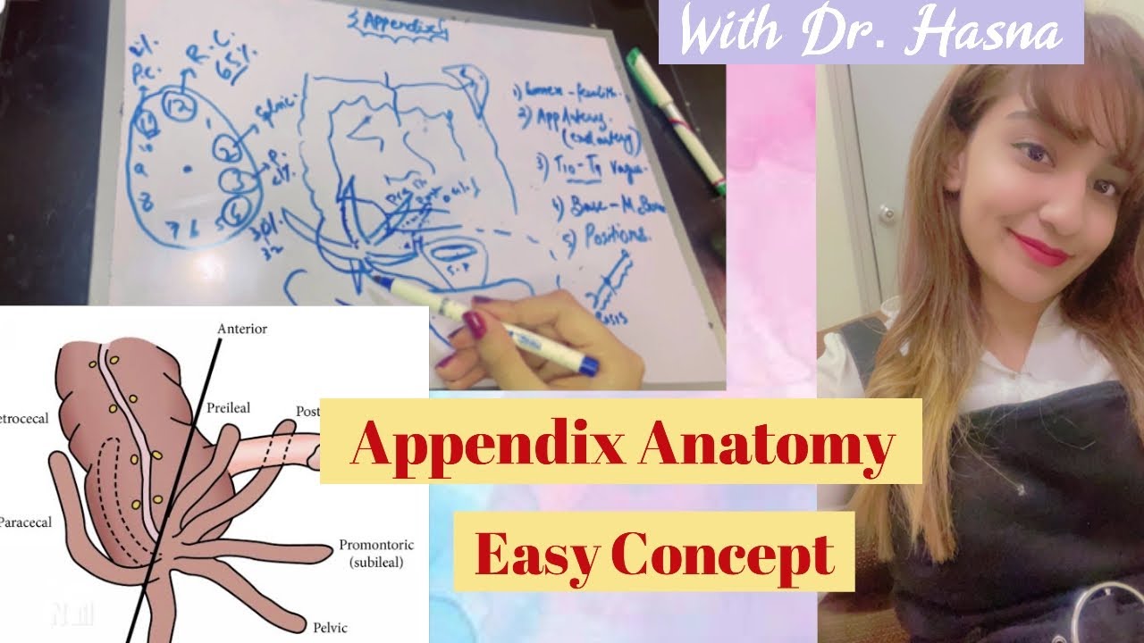 Appendix Anatomy | Positions | Retrocecal