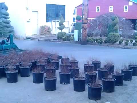 5 gallon automated spacing