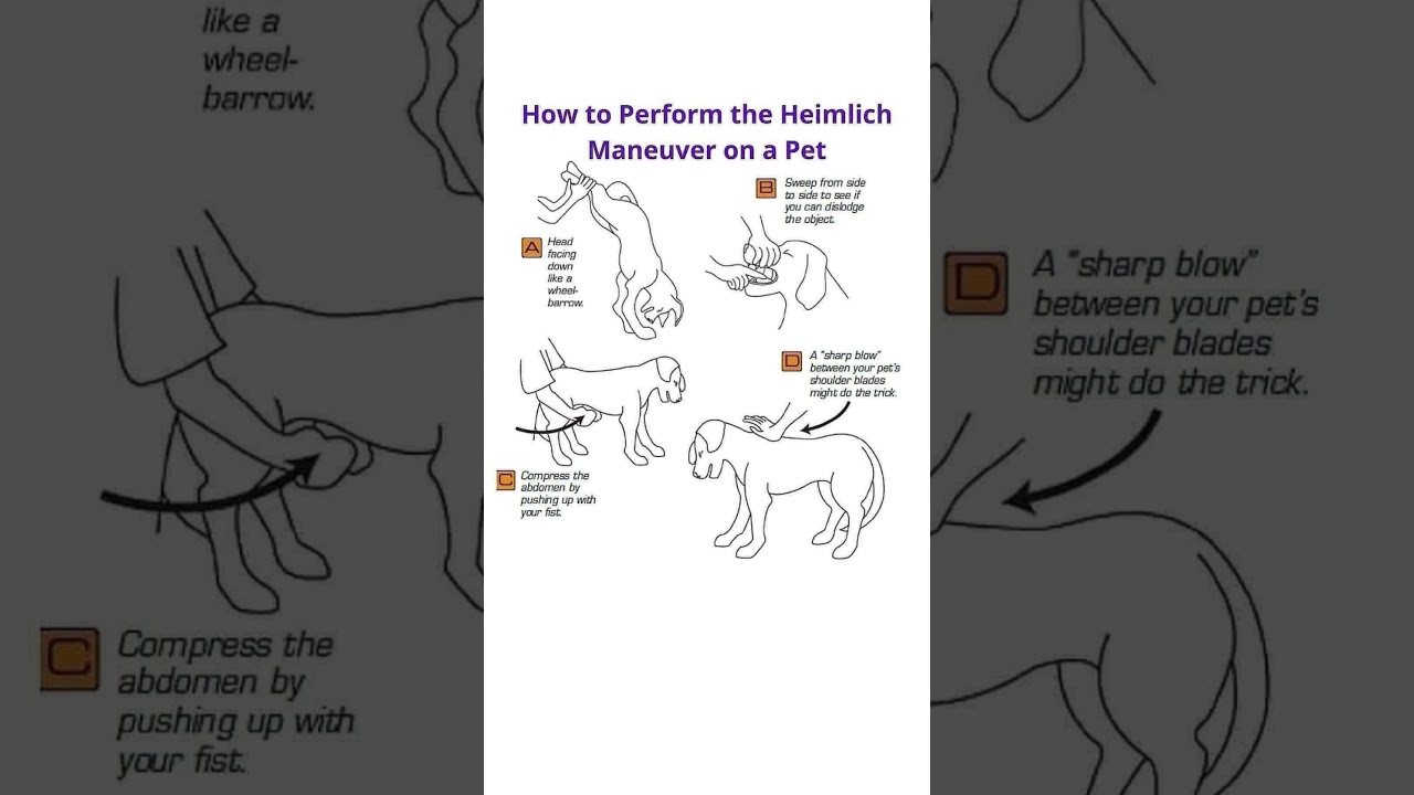 |Emergency Pet Care101: How to Perform the Heimlich Maneuver on Your Furry Friend|🐶#PetPreparedness