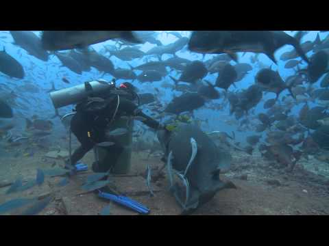 Giant Friendly Fijian Grouper
